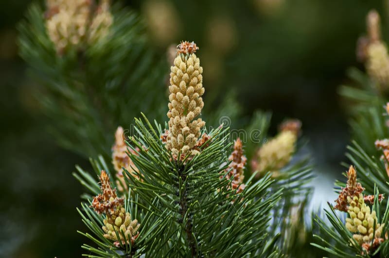 Pine Tree Branch with New Tip in Early Summer Stock Photo - Image of ...
