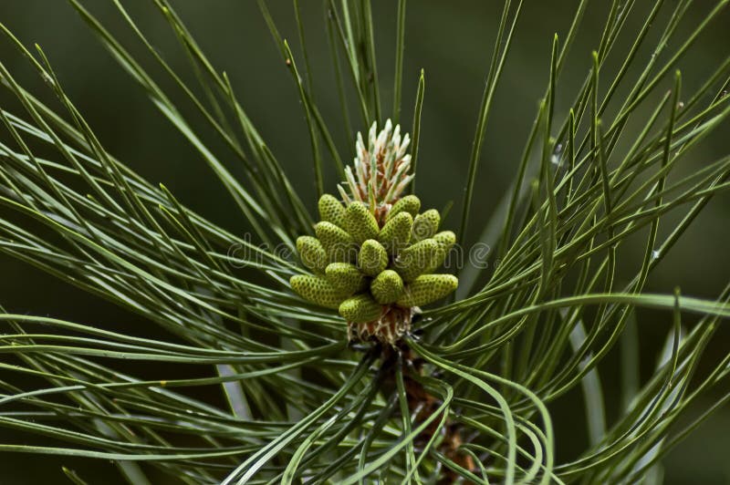 Pine Tree Branch with New Tip in Early Summer Stock Image - Image of ...