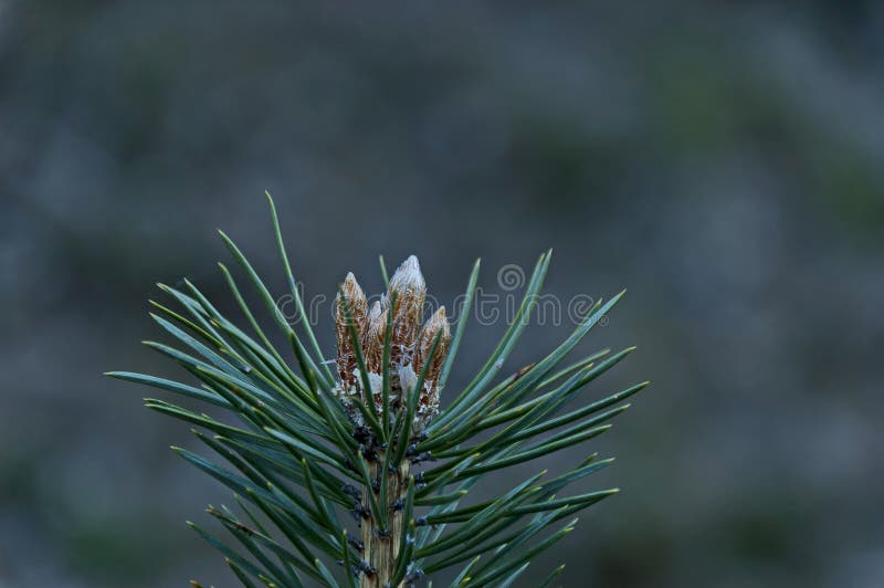 Pine Tree Branch with New Tip in Springtime Stock Photo - Image of ...