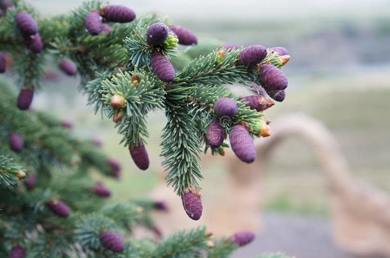 Pine Tree Branch with Purple Pine Cones Stock Image - Image of needle ...