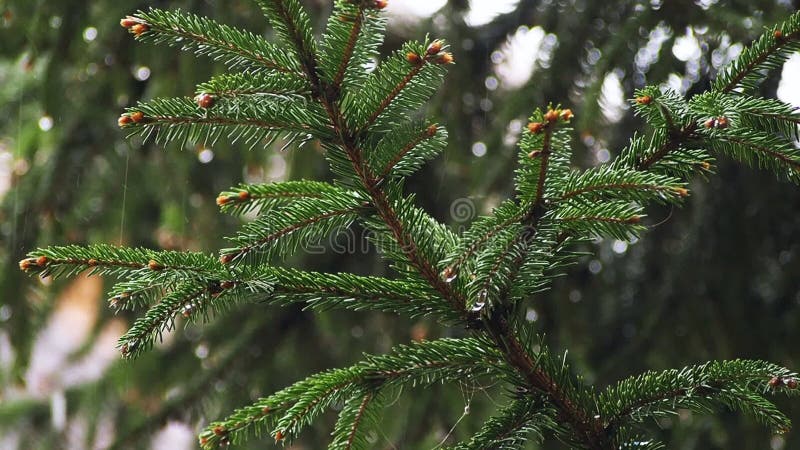 Pine Tree Branch in the Rain with Small Raindrops Stock Footage - Video ...