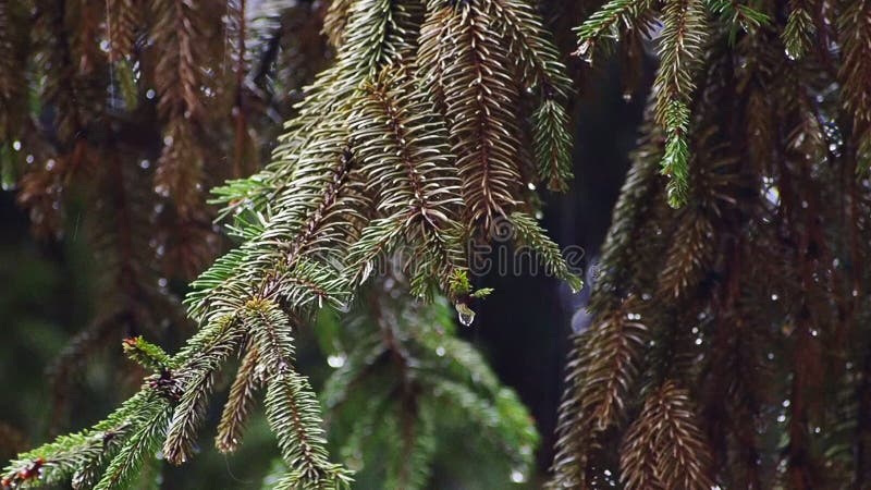 Pine Tree Branch in the Rain - Zoomed in Stock Video - Video of climate ...