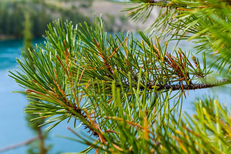 Pine Tree Branch by a River Stock Image - Image of river, canada: 153914893