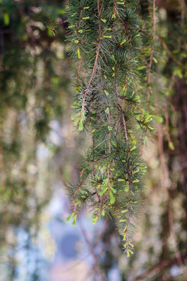 Pine tree branch stock image. Image of season, environment - 120152177