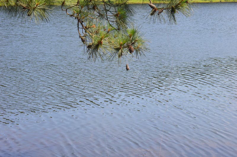 A Pine Tree Branch with a Single Pinecone Dangling Over Rippling Water ...