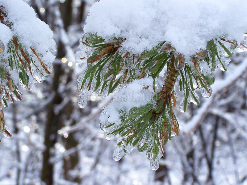 Pine Tree Branch with Snow and Ice on it-Stock Photos Stock Image ...