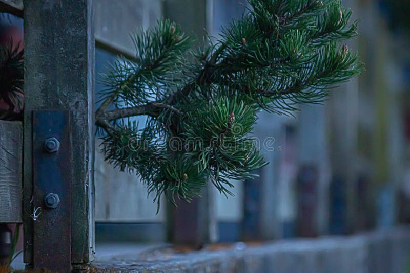 Pine Tree Branch Sticking through a Hand Rail Stock Image - Image of ...