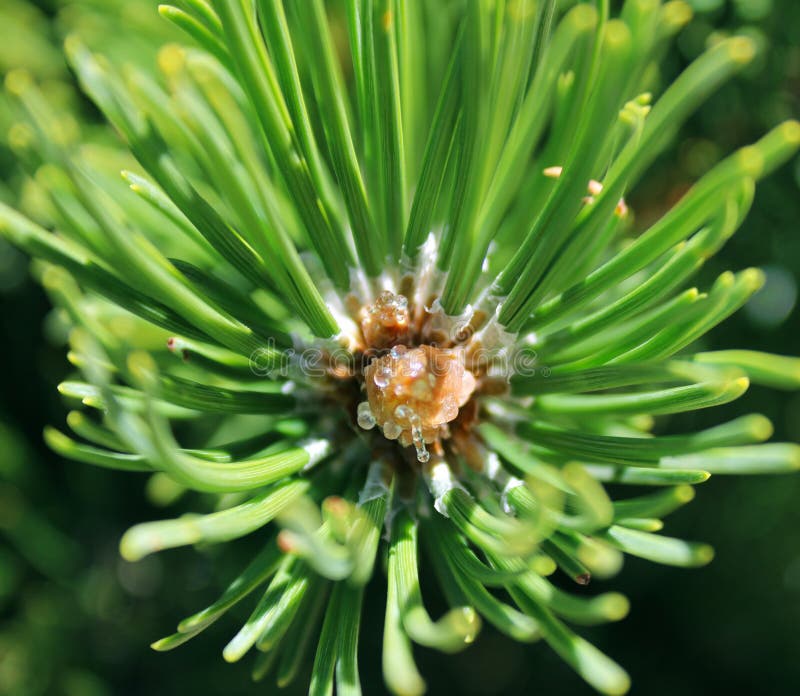Pine tree branch top stock image. Image of closeup, mountain - 99692927