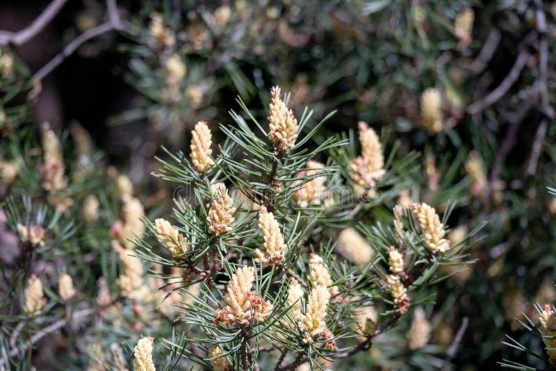 Pine Tree Branch with Yellow Flowers Stock Photo - Image of blossom ...