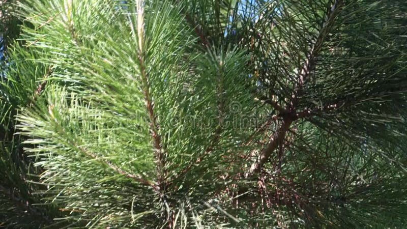 A Pine Tree Covered in Snow, with Branches Covered in White Snow. the ... A Pine Tree Covered in Snow, with Branches Covered in White Snow. the ...