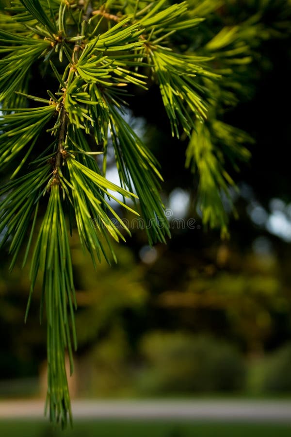 Pine tree branches stock image. Image of needles, close - 5268735