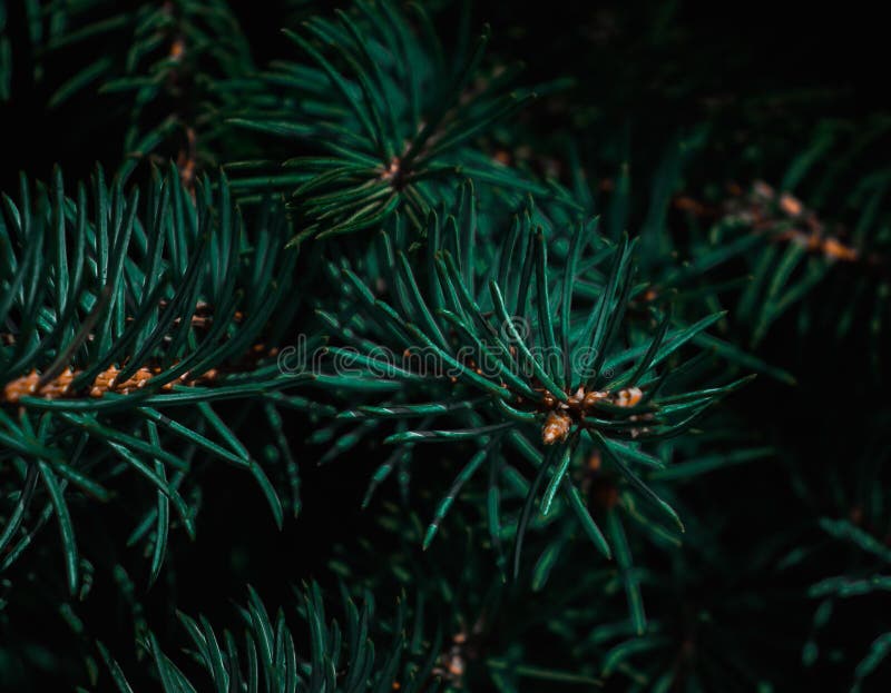 Pine Tree Branches, Cold Weather Stock Photo - Image of alpine ...