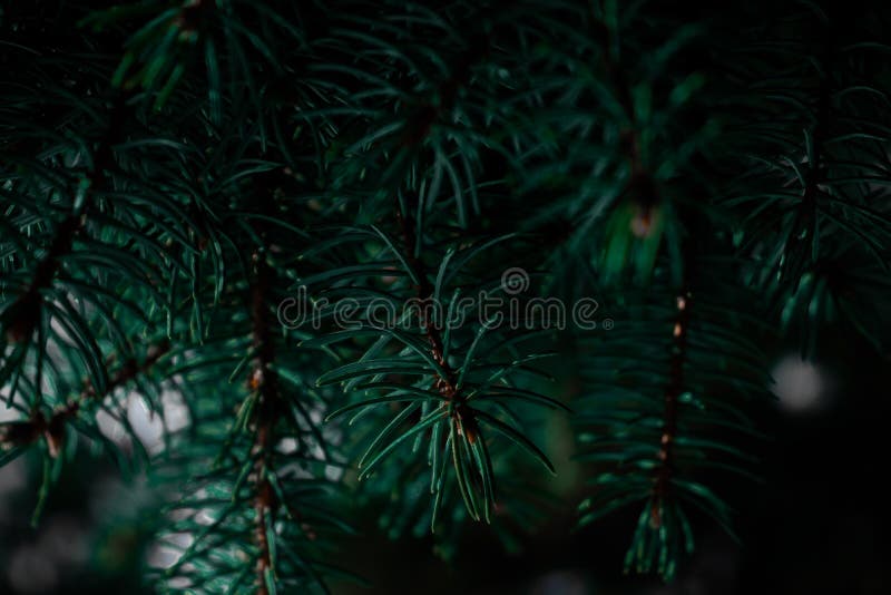 Pine Tree Branches, Cold Weather Stock Photo - Image of needles ...