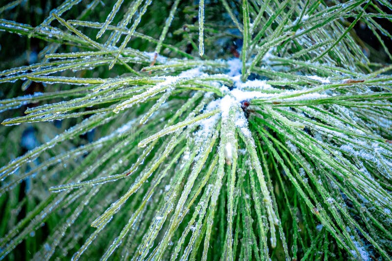 Pine Tree Branches Covered in Ice Stock Image - Image of environment ...