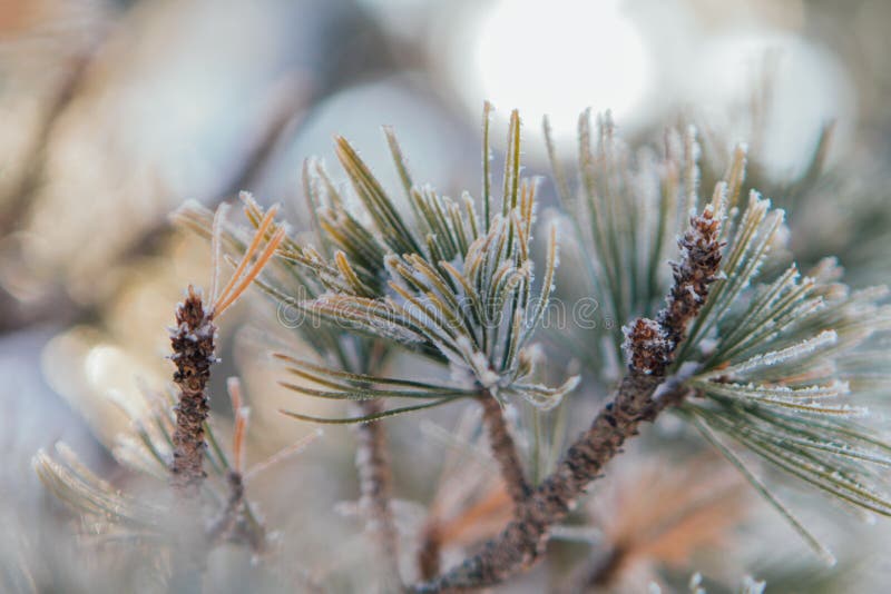 Pine Tree Branches Covered with White Snow and Ice Stock Image - Image ...