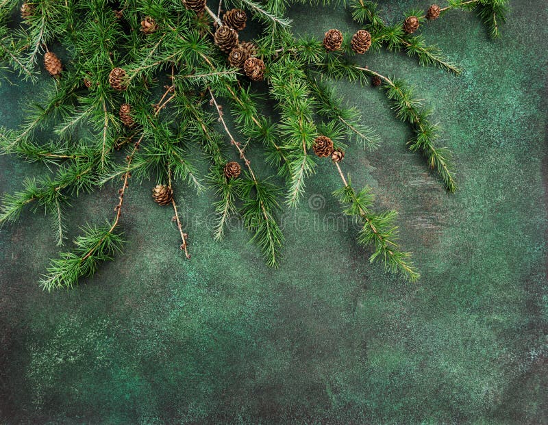 Pine Tree Branches Dark Concrete Texture Holidays Background Stock ...