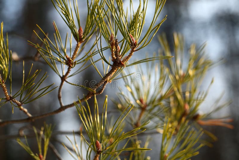 Pine tree branches stock image. Image of branch, details - 110903399