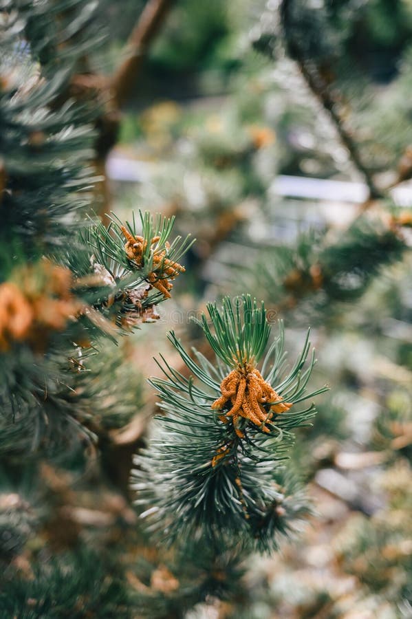 Pine Tree Branches with Green Needles and Orange Cones in a Forest ...