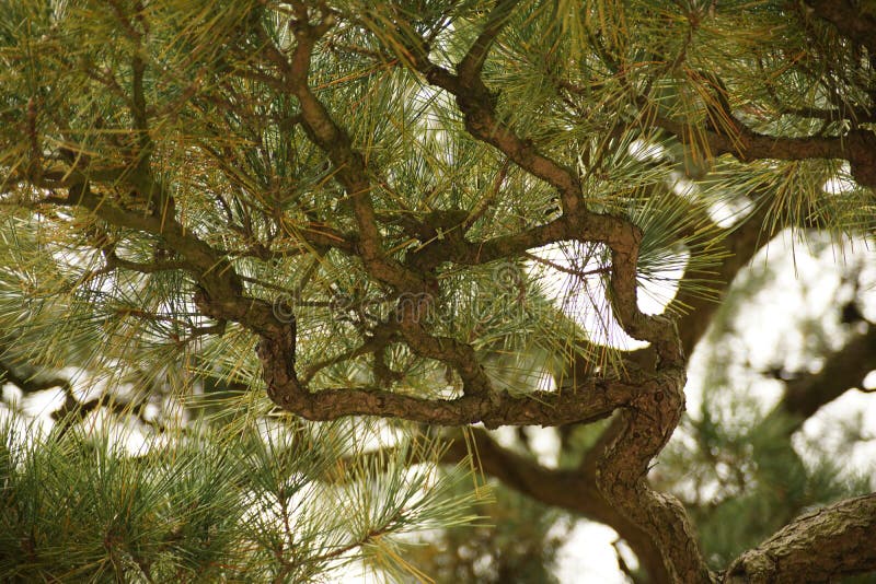 Pine tree branches stock photo. Image of japanese, branches - 84503910