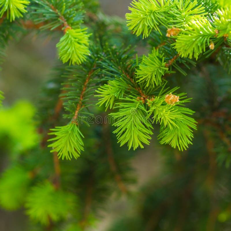 Pine tree branches stock photo. Image of needle, garden - 34886158