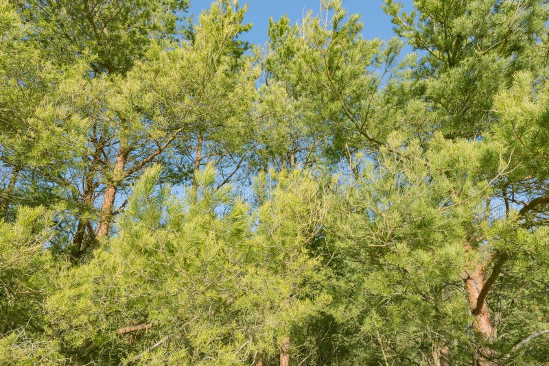 Pine Tree Branches in the Park Stock Photo - Image of wood, landscape ...