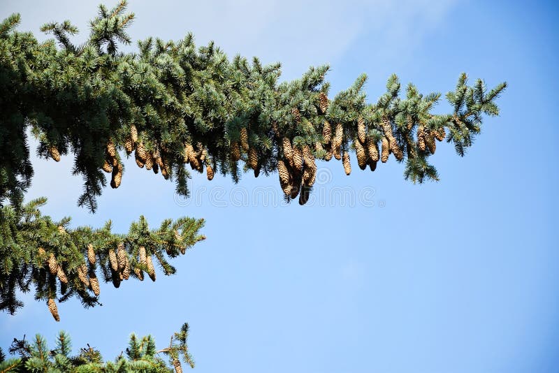 Pine tree branches stock image. Image of twig, pine, branch - 61389437