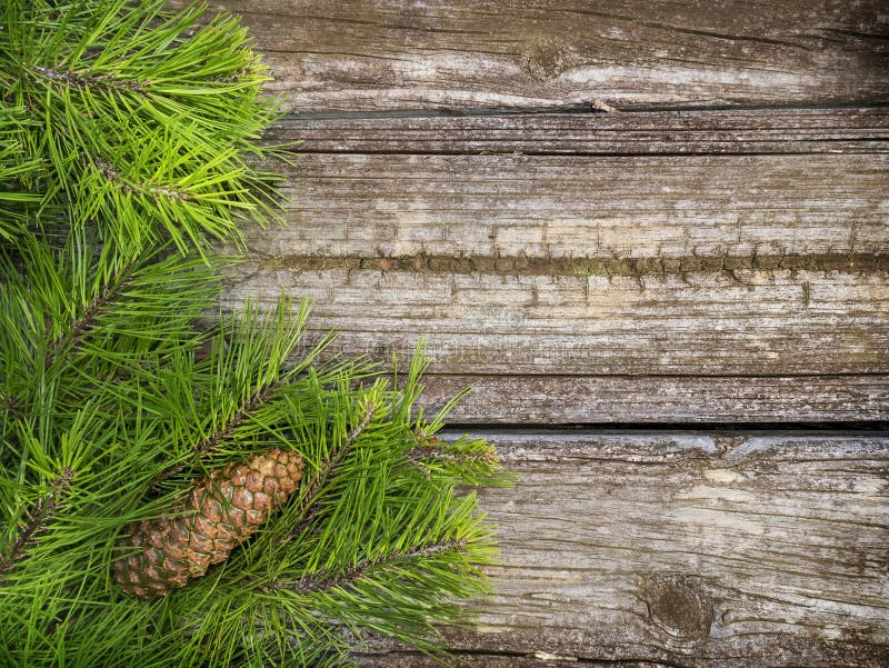 Pine Tree Branches on Vintage Wood Stock Photo - Image of bare, season ...
