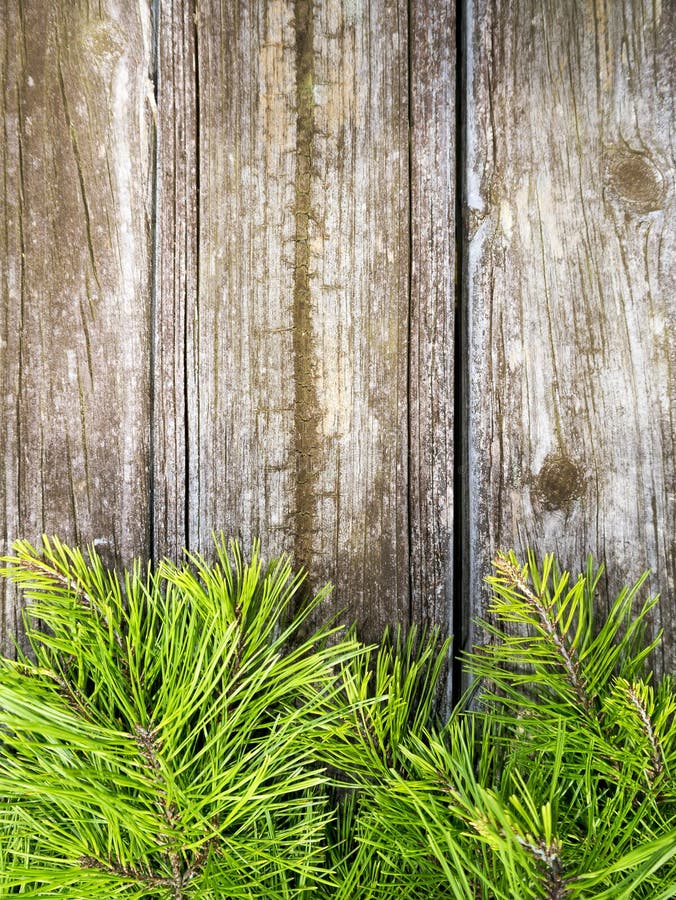 Pine Tree Branches Vintage Wood Stock Image - Image of frame, surface ...