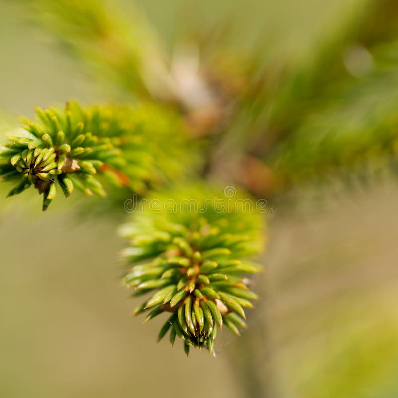Pine Tree Branchlets stock image. Image of focus, plant - 40716593