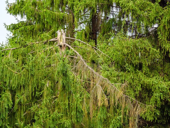 A Pine Tree Broken in Half by the Hurricane Stock Photo - Image of wind ...