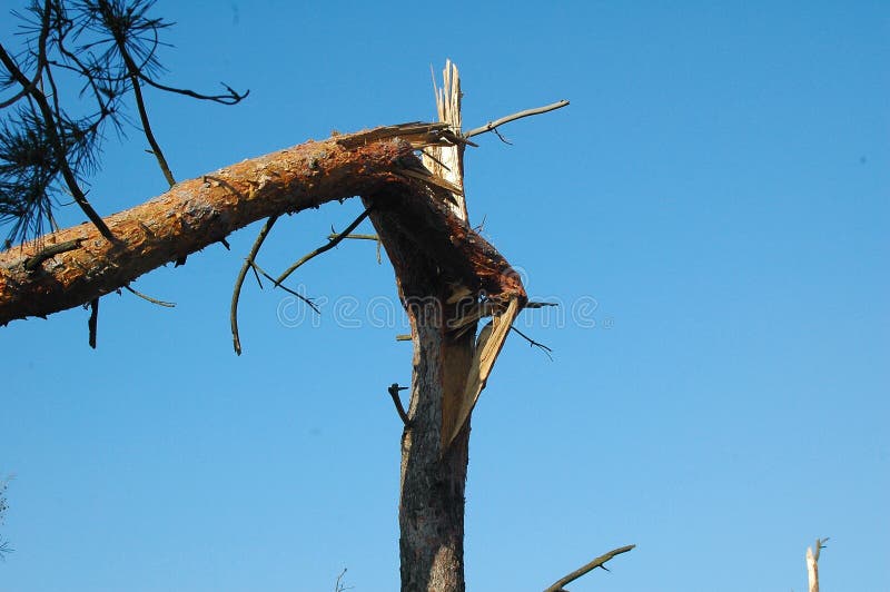 Pine tree broken by wind stock image. Image of wind, trunk - 23502223
