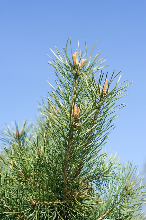 Pine-tree Buds On The Background Of The Blue Sky Picture. Image: 5124261