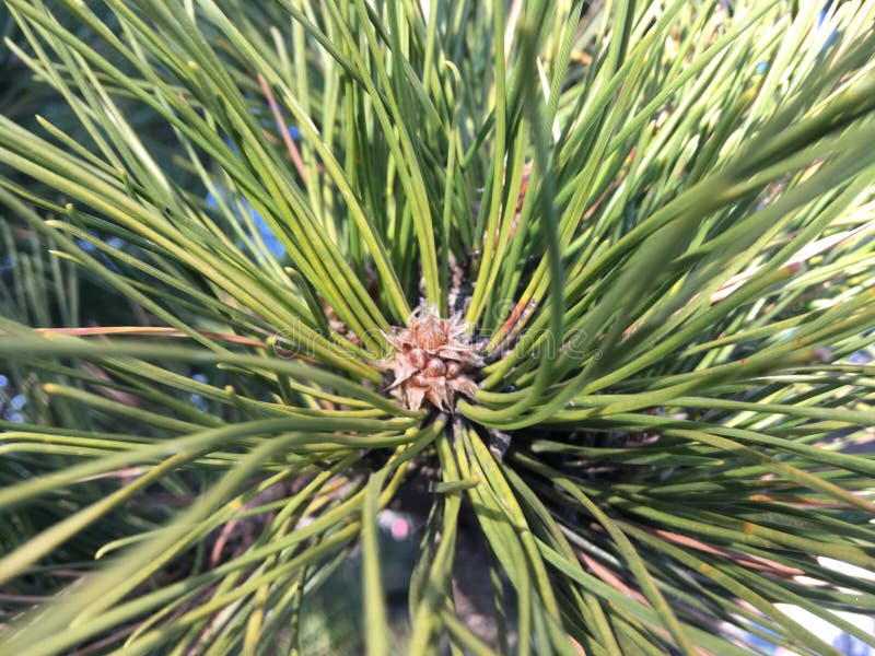 Pine Tree with Buds in Bright Sunlight in Winter at Brighton Beach ...