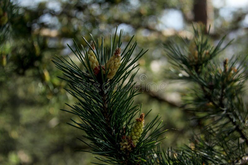 Pine tree buds stock photo. Image of crop, grain, field - 94302222
