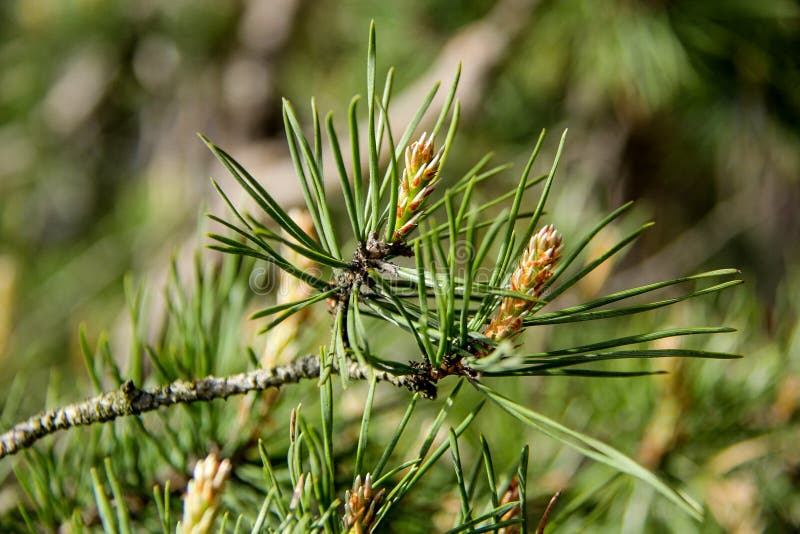 Pine tree buds stock photo. Image of leaf, coniferous - 94302260