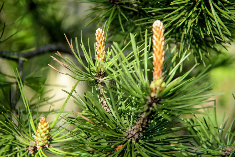 Buds cone on a pine branch stock image. Image of vegetation - 144699697