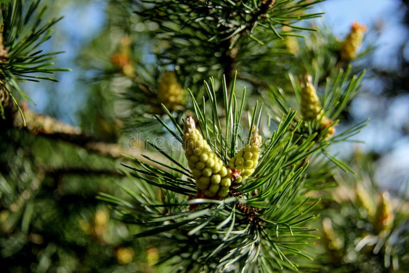 Pine tree buds stock photo. Image of latvia, field, buds - 94302378