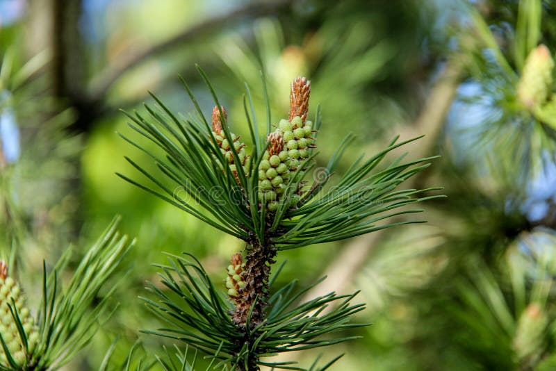 Buds cone on a pine branch stock image. Image of vegetation - 144699697