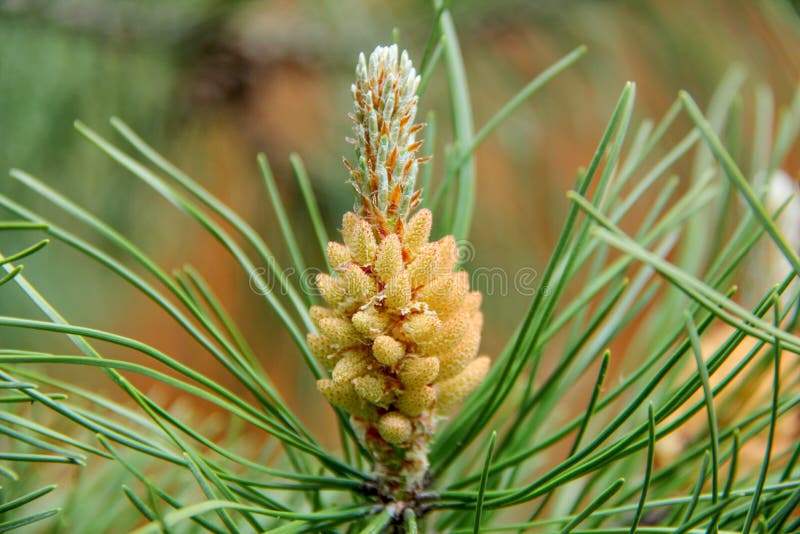 Buds cone on a pine branch stock image. Image of vegetation - 144699697