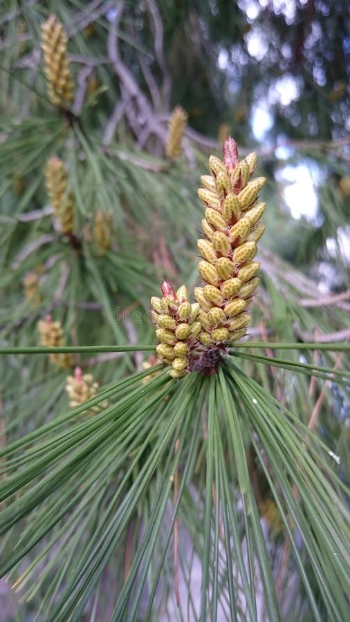 Pine Tree Buds in the Spring Stock Image - Image of branches, botanics ...