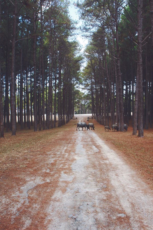 Pine tree stock photo. Image of plant, tree, animal, buffalo - 48926494