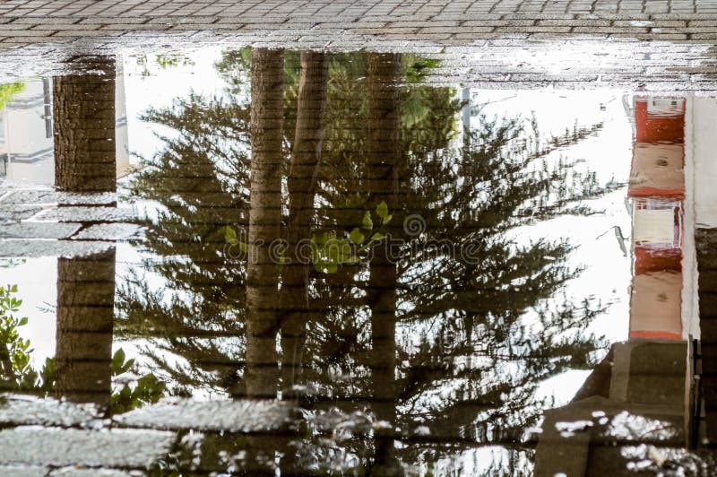 Pine Tree and Building Reflections in the Water Stock Image - Image of ...