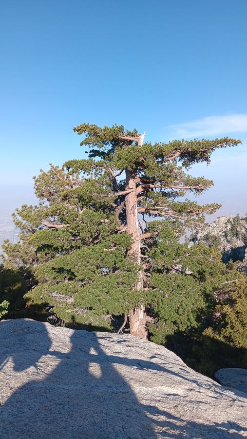 Pine Tree in California Palm Springs Tramway Tour Stock Photo - Image ...
