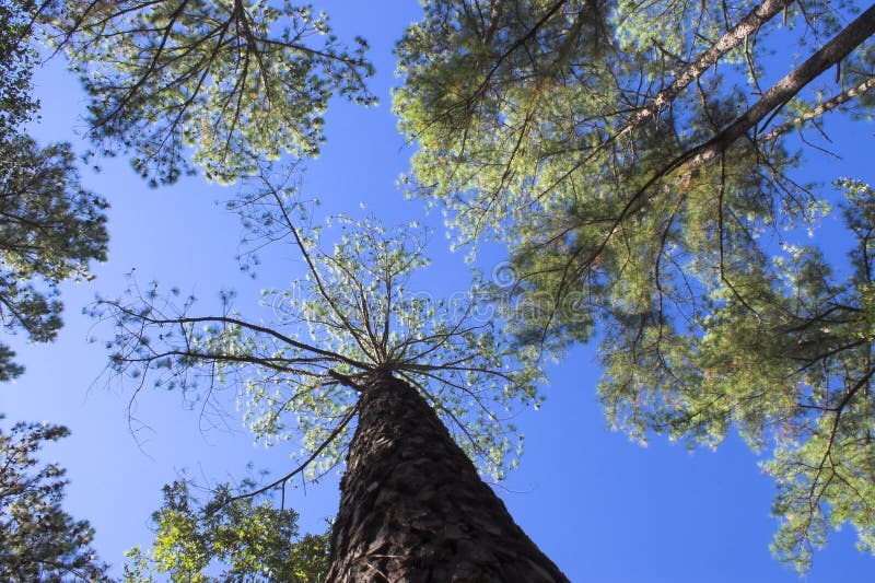 Pine Tree Canopy stock photo. Image of pine, tree, canopy - 3435692