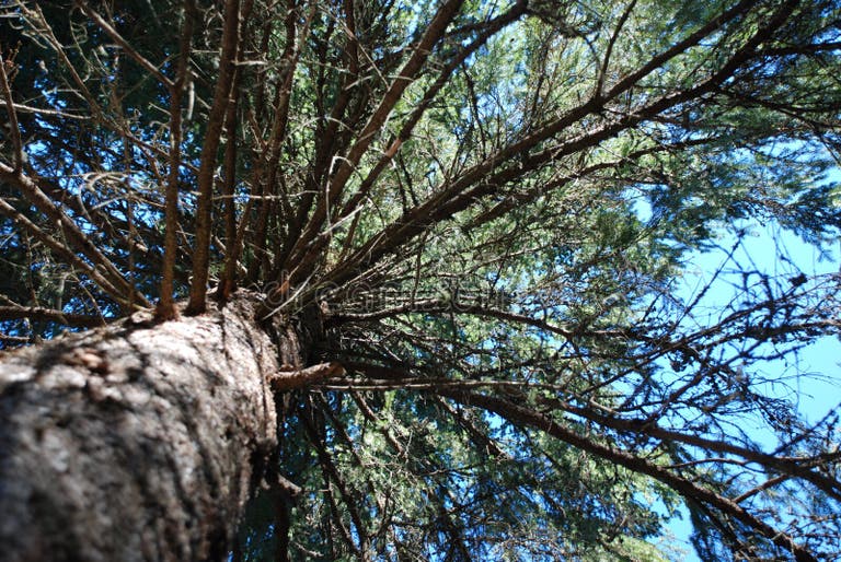 Pine tree canopy stock image. Image of canopy, crown, tall - 4770267