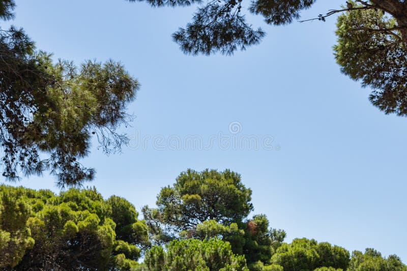 Pine Tree Canopy with Blue Sky, Copy Space Stock Photo - Image of ...