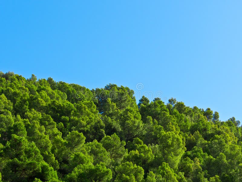 Pine Tree Canopy Foliage and Blue Sky Stock Image - Image of sunshine ...
