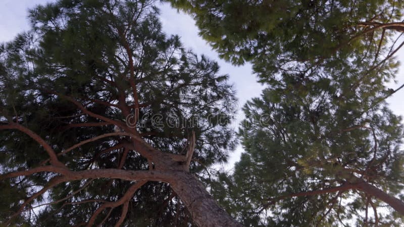 Pine Tree Canopy in the Sun. Low Angle Shot Stock Footage - Video of ...
