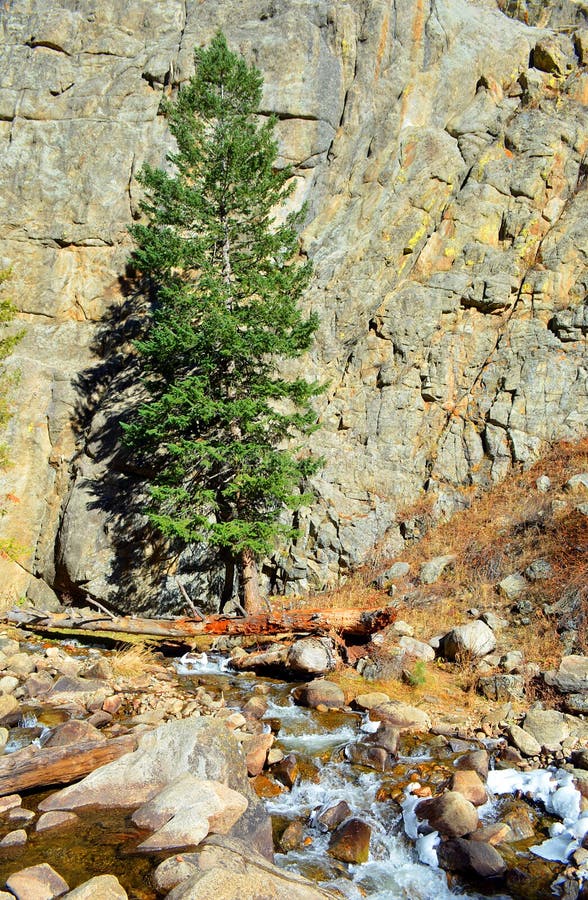 Pine Tree by a Canyon Wall and River Stock Image - Image of deep, river ...