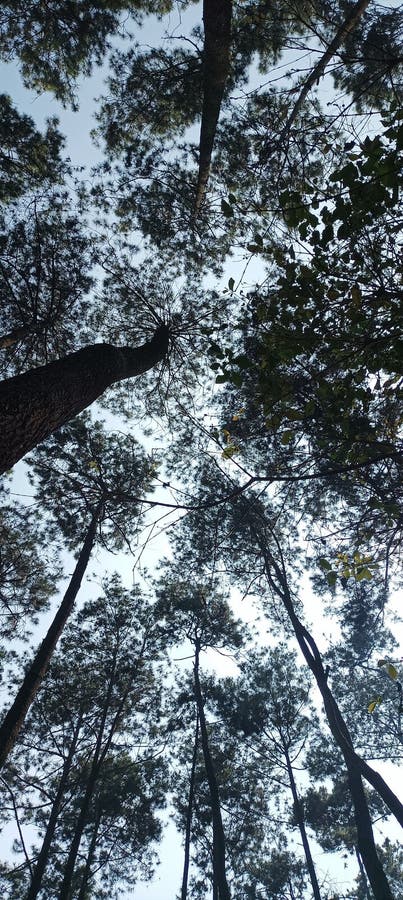 Pine tree capture stock image. Image of reflection, spring - 292029103